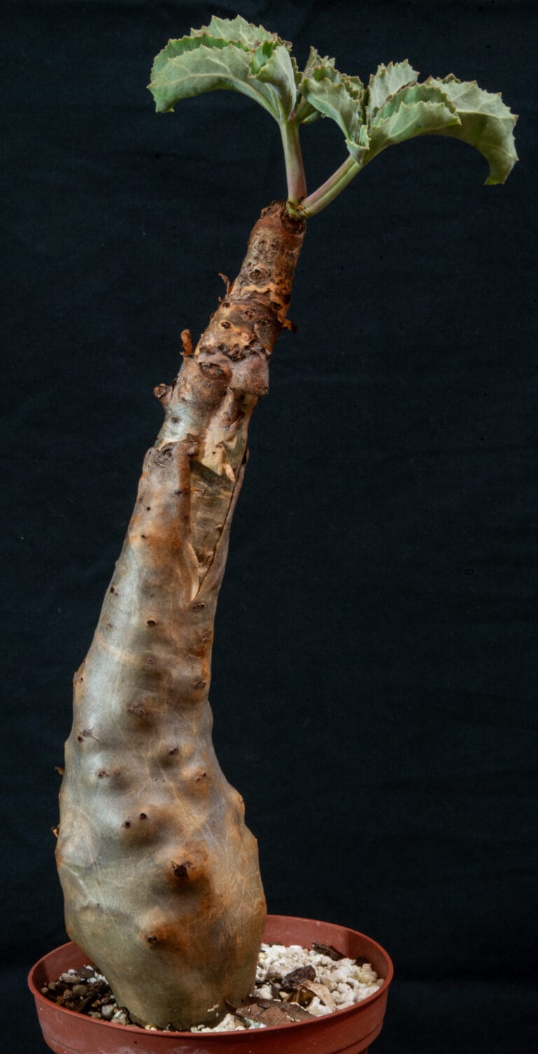 Specimen Catalog - Out Of Africa Plants