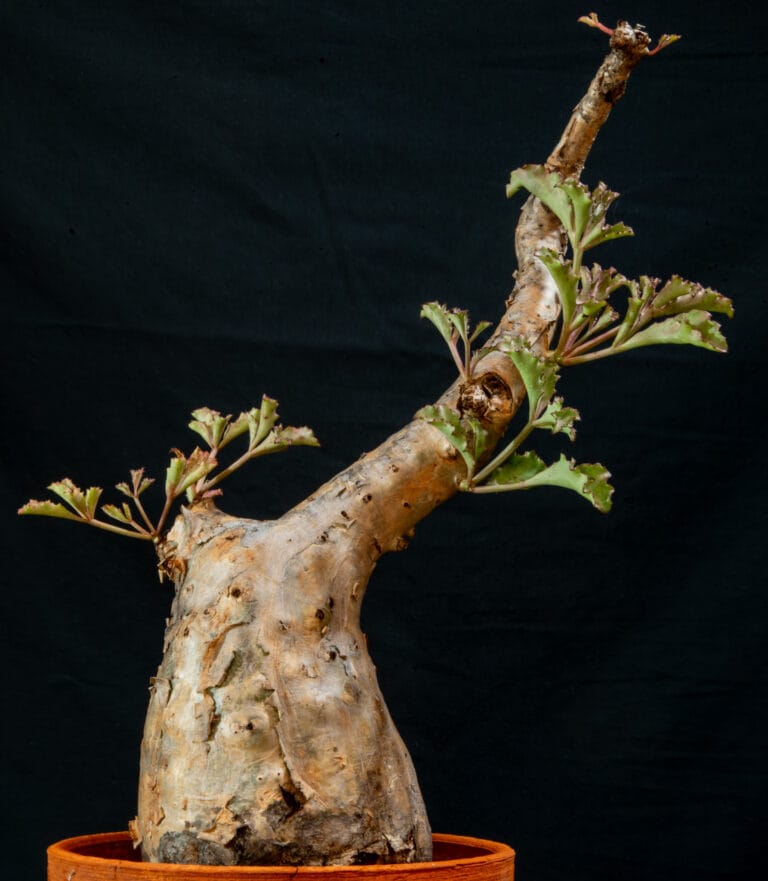 Specimen Catalog - Out Of Africa Plants